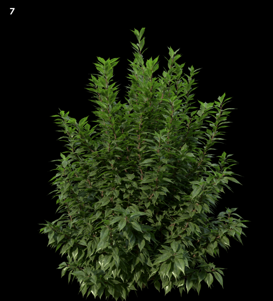 Realistic Proxy Plant Model for SketchUp - Proxy DND