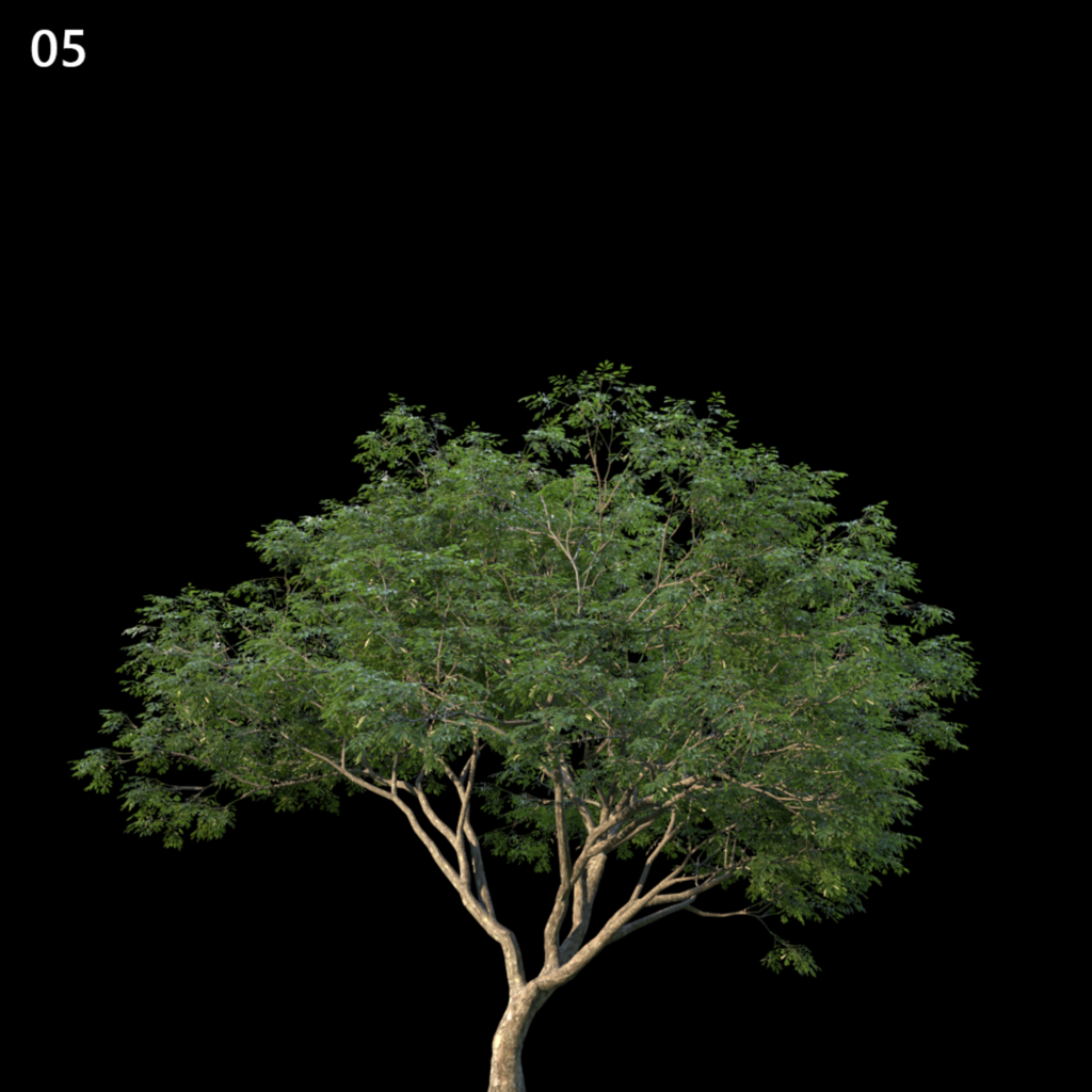 Albizia Saman Tree Proxy Model - Proxy DND