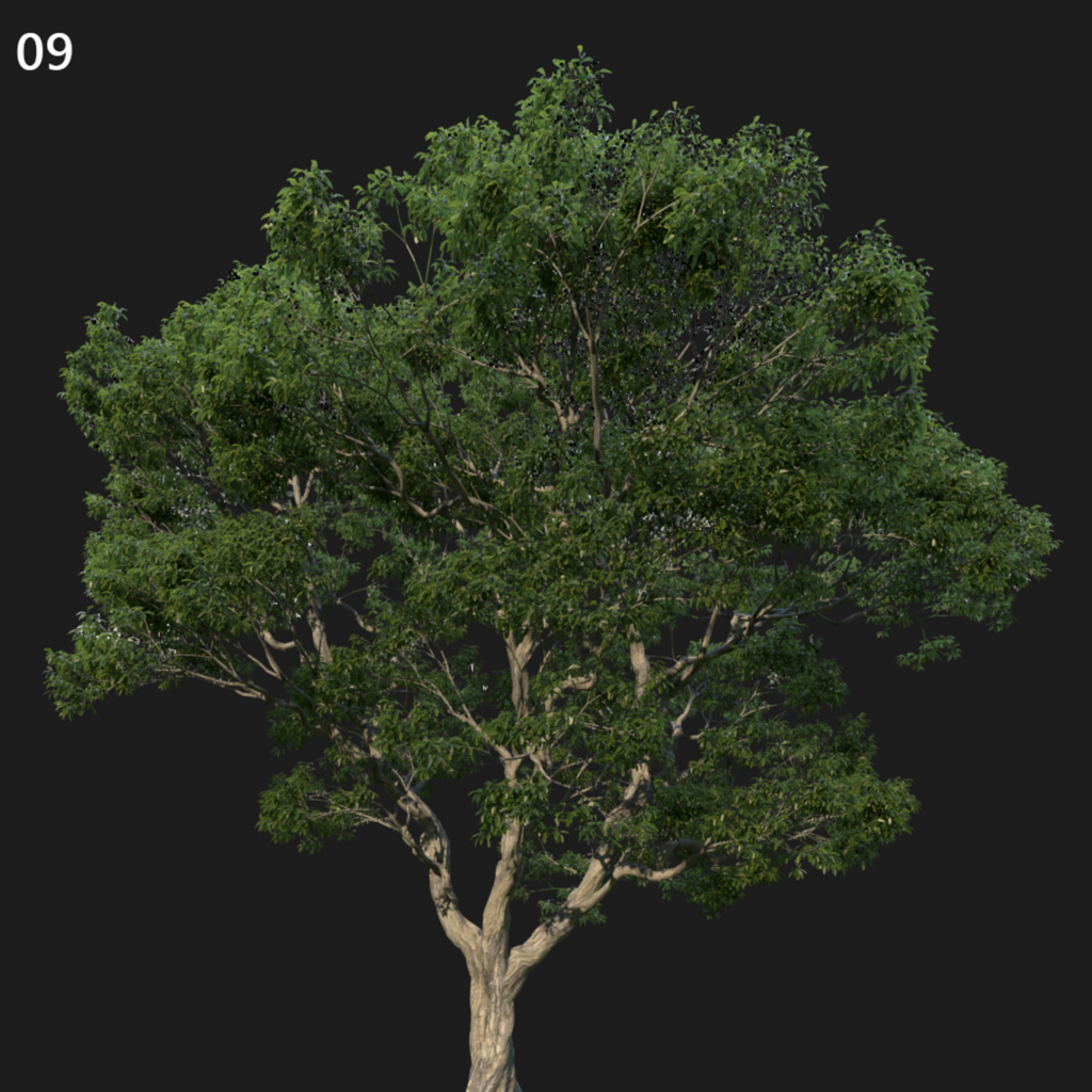 Castanea Sativa Tree Proxy Model for SketchUp - Proxy DND