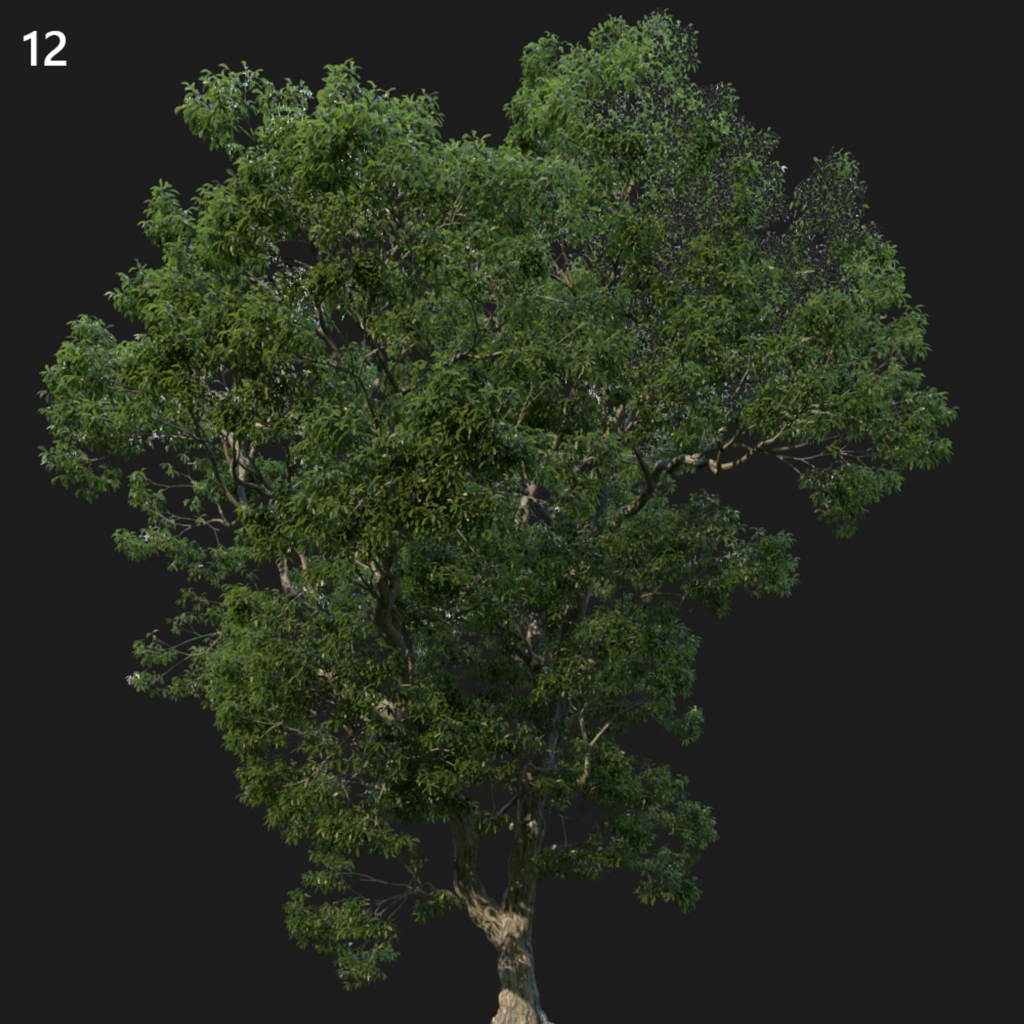 Chestnut Tree Proxy Model for SketchUp - Proxy DND