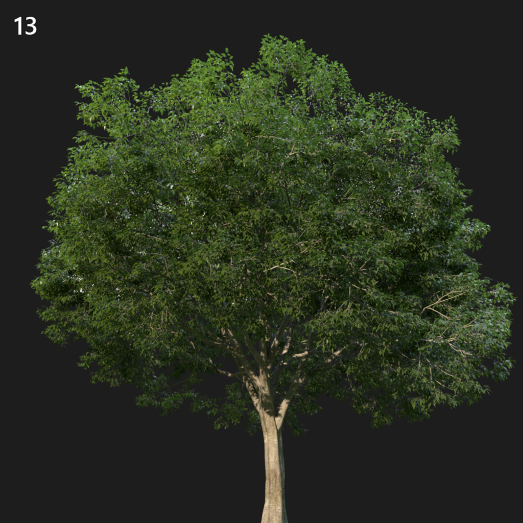 Celtic Tree Proxy Model for SketchUp with V-Ray - Proxy DND