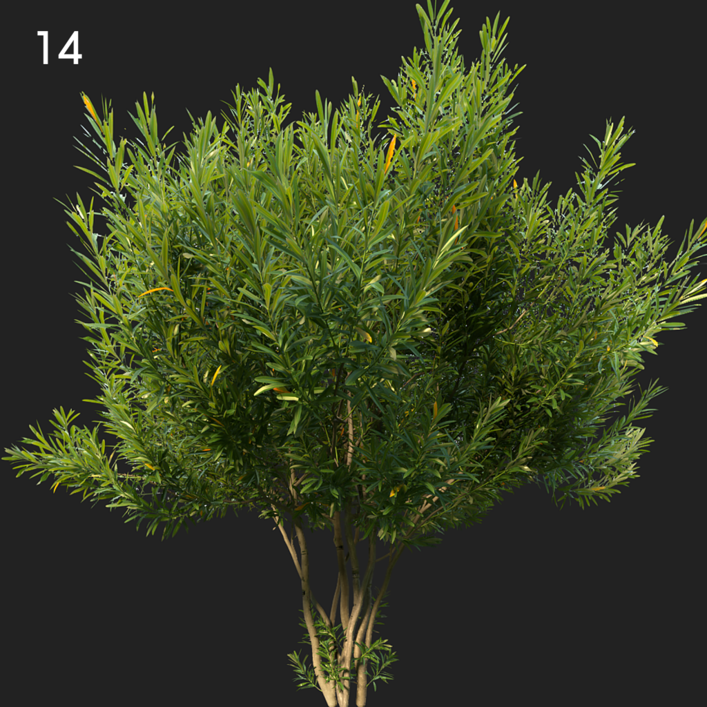 Nerium Oleander Proxy Model for SketchUp - Proxy DND