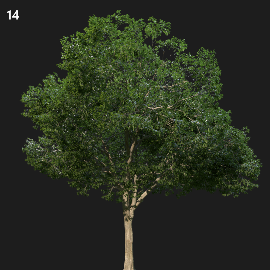 Celts Australis Tree Proxy Model for SketchUp with V-Ray - Proxy DND