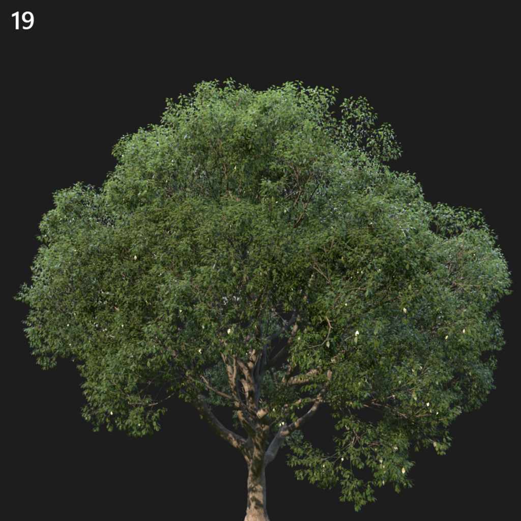 Camphor Tree Proxy Model for SketchUp - Proxy DND