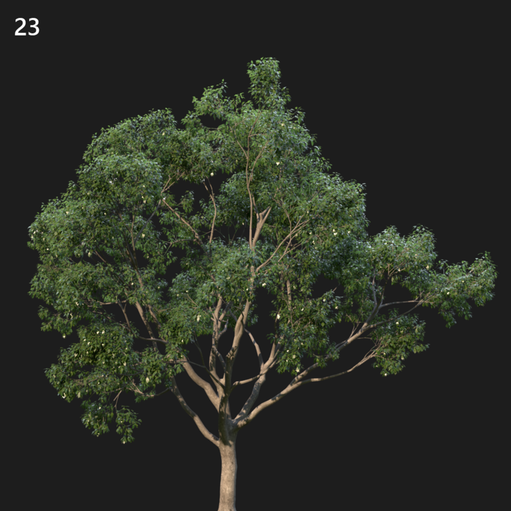 Camphor Tree Proxy Model for SketchUp with V-Ray - Proxy DND