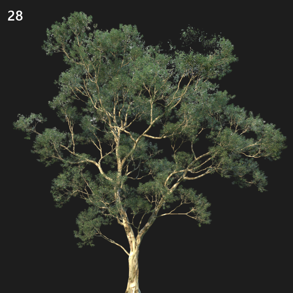 Eucalyptus Saligna Proxy Model for SketchUp - Proxy DND