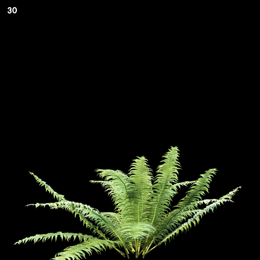 Nephrolepis Fern Proxy Model - Proxy DND