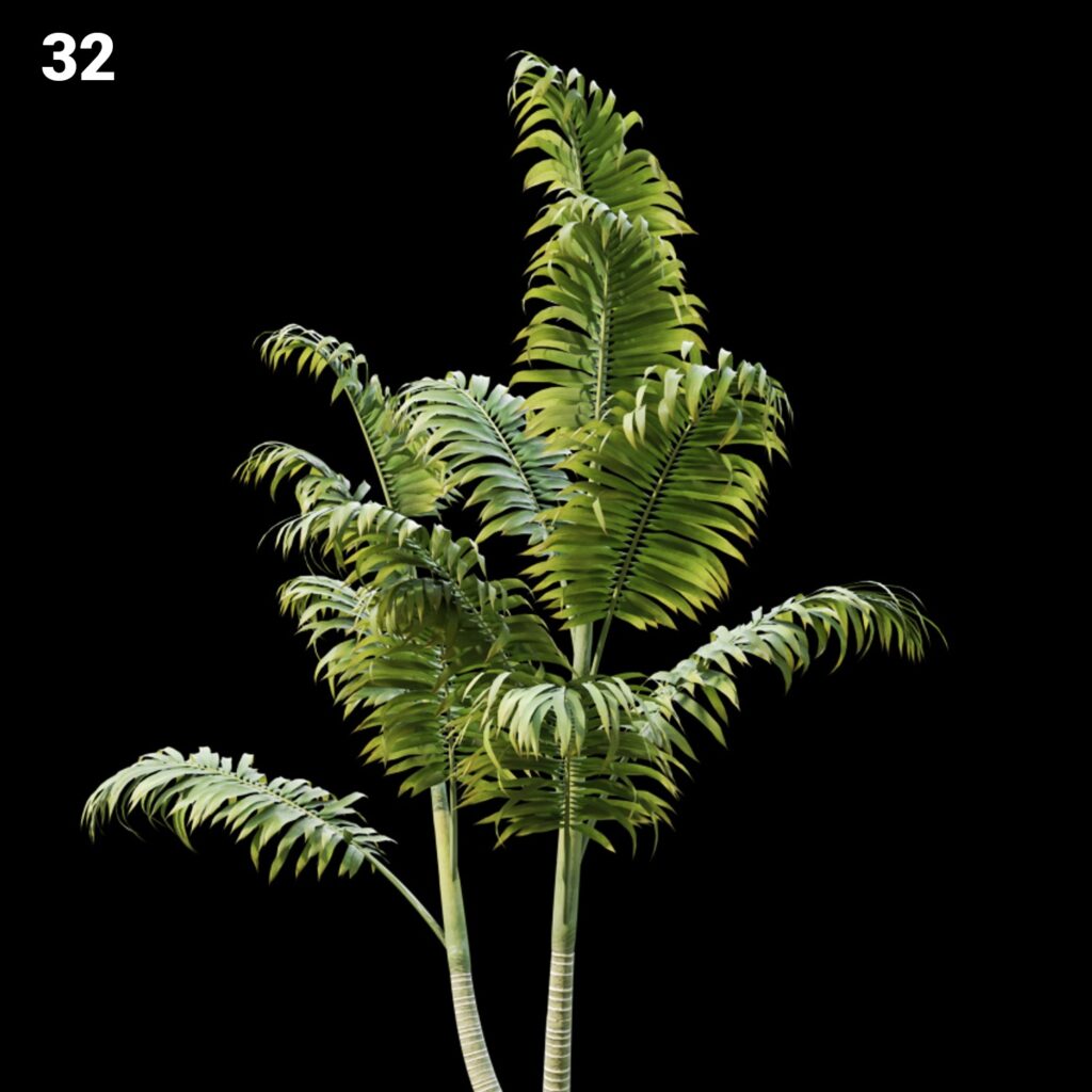 Realistic Fern Proxy Model for SketchUp - Proxy DND
